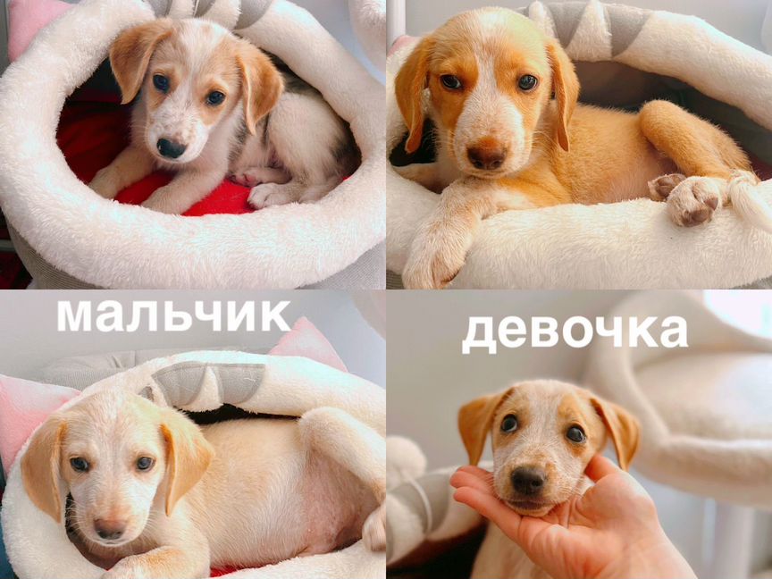 Щенок в добрые руки бесплатно