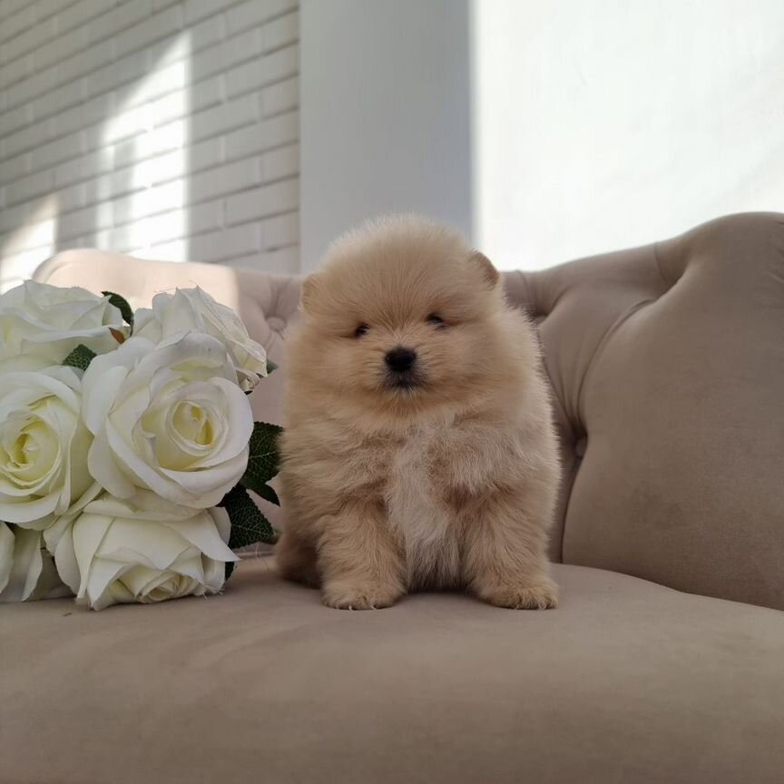 Померанский шпиц девочка супер медведь