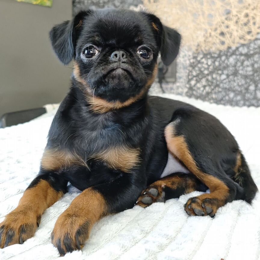 Пти-брабансон, щенок