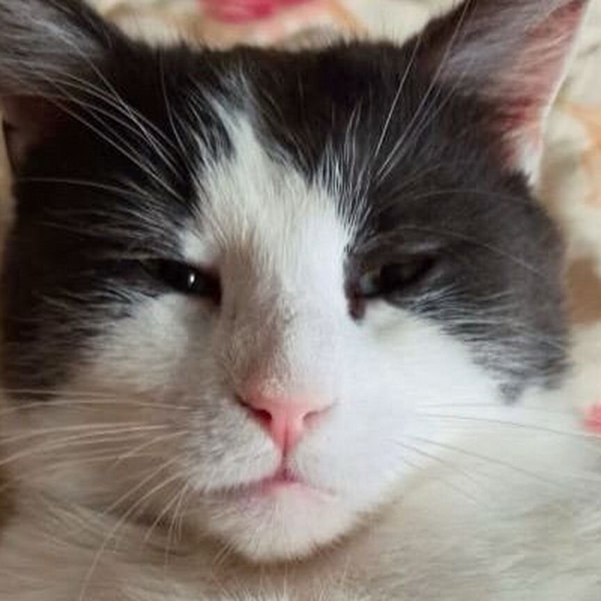 Кошечка ищет семью