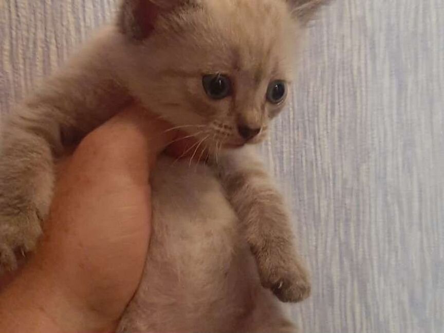 Кошка в дар