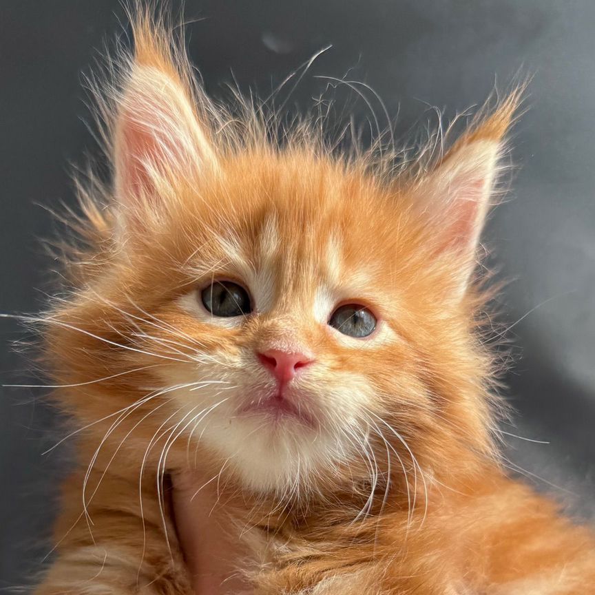 Мейн-кун котёнок