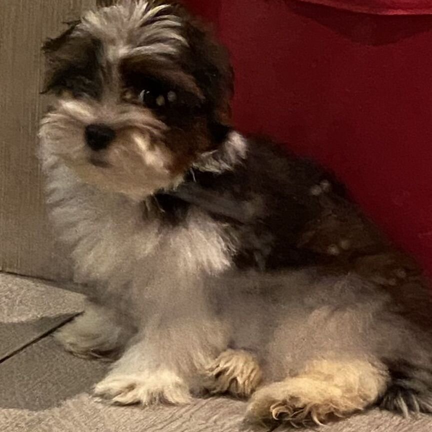 Йоркширский терьер, щенок