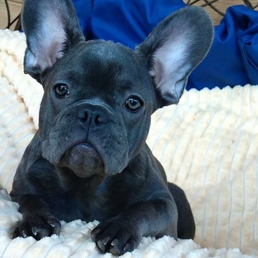 Французский бульдог щенки голубой окрас