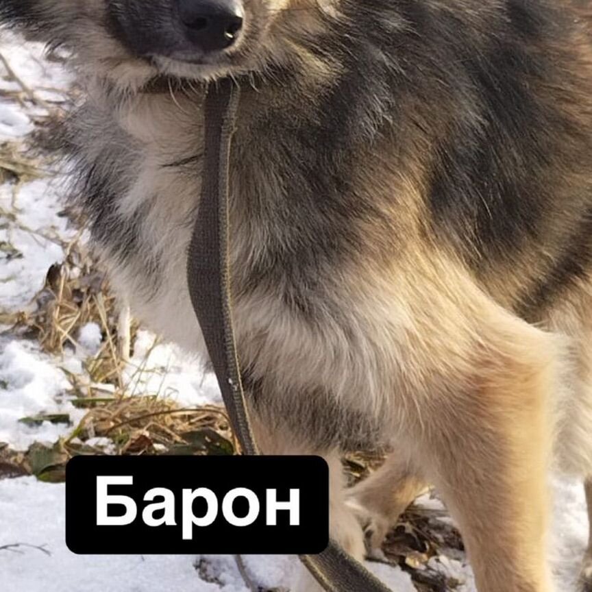 Щенок очень ищет дом