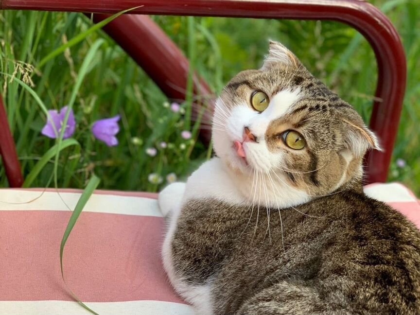 Кот Басик