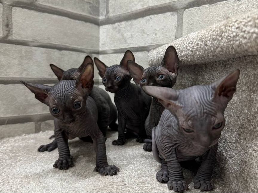 Котята канадского сфинкса