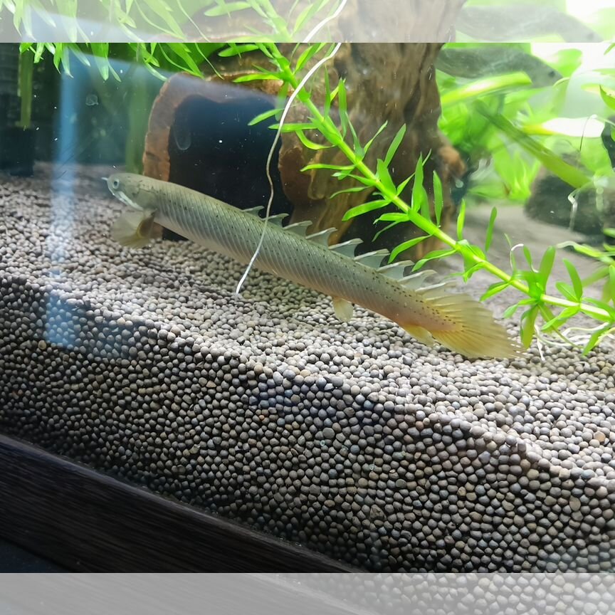 Полиптерус сенегальский