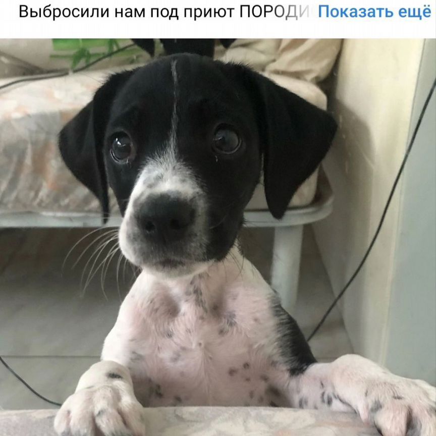Бесплатно щенки