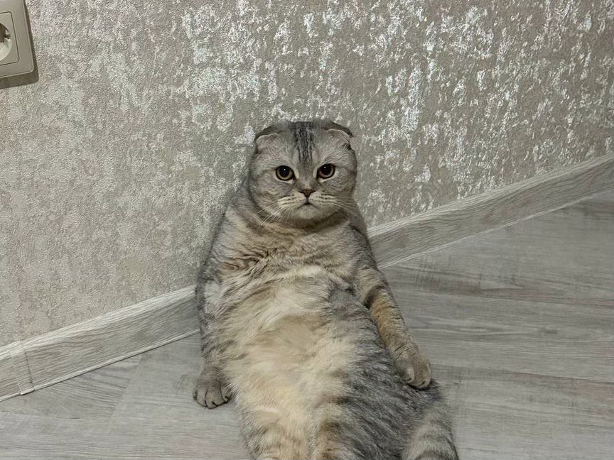 Вислоухий