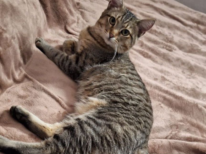 Котище огромный хвостище табби в добрые руки дар