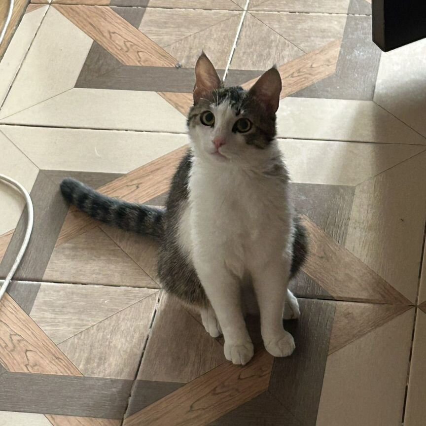 Васька ищет себе дом