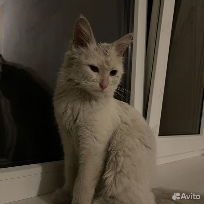 Найден кот потерялся кот