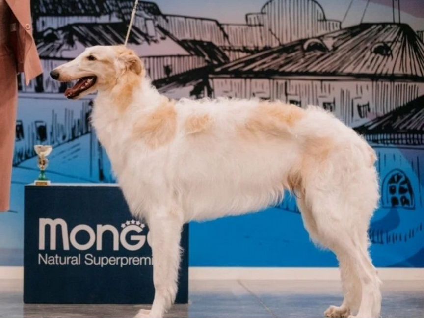 Кобель для вязки рпб