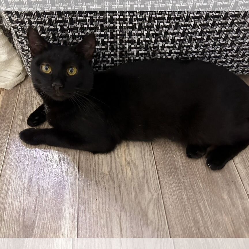 Взрослая кошка в добрые руки