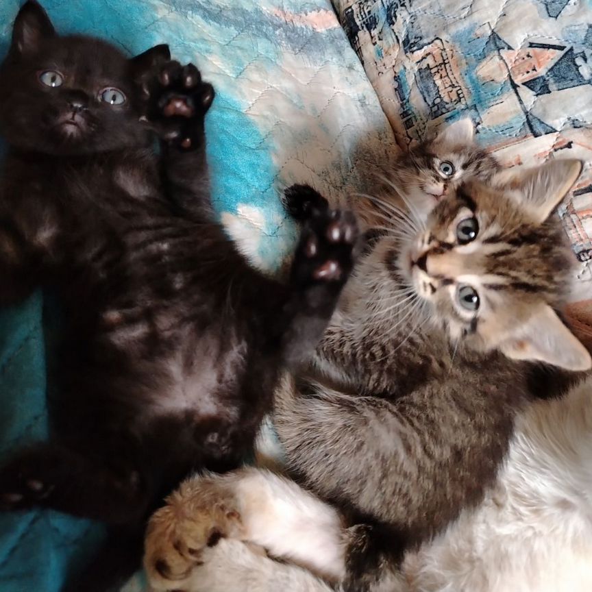 Котята
