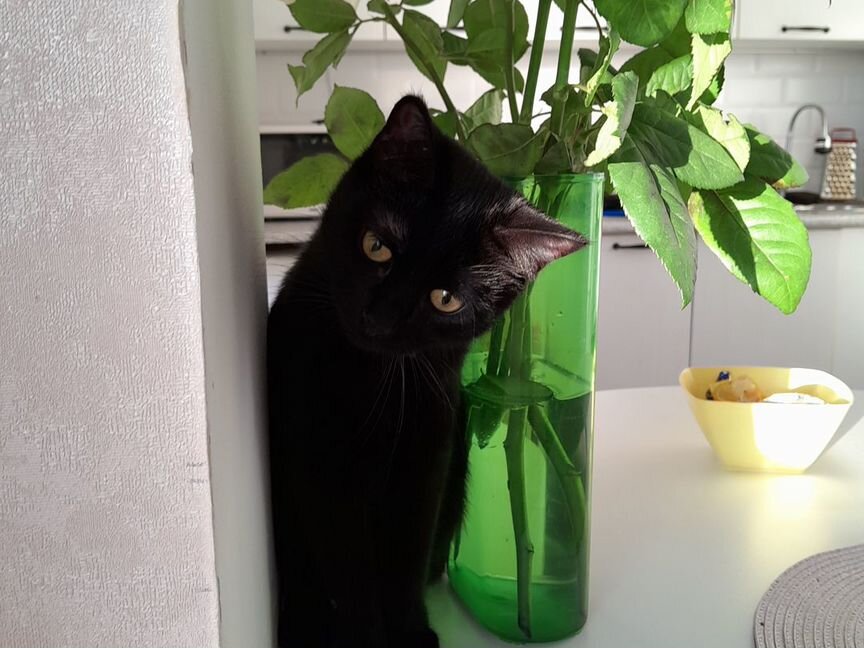 Багира отдам в добрые руки бесплатно