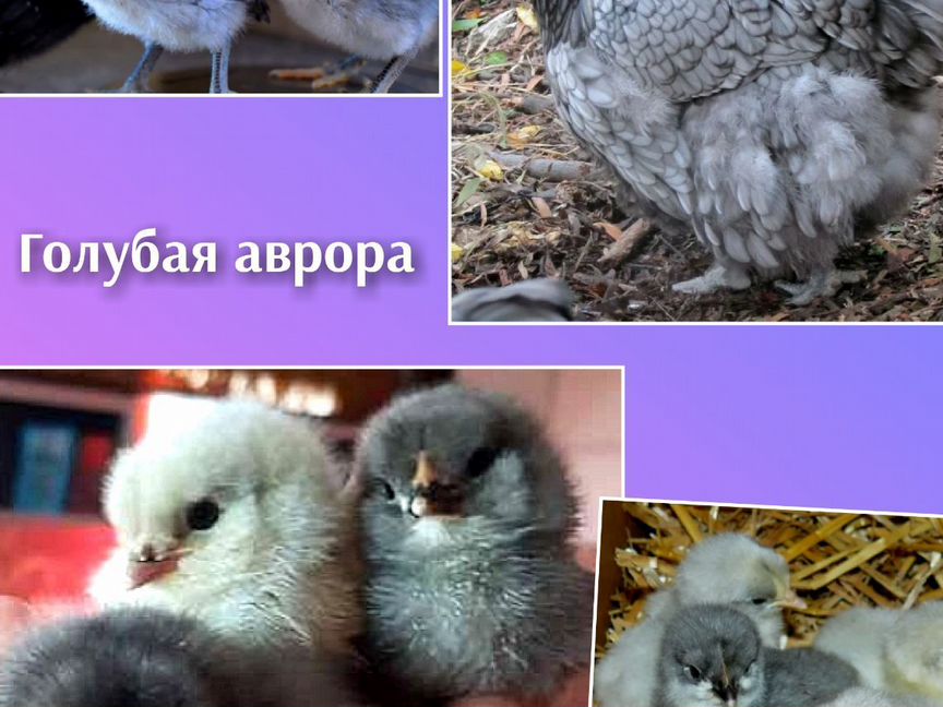 Цыплята породистых кур