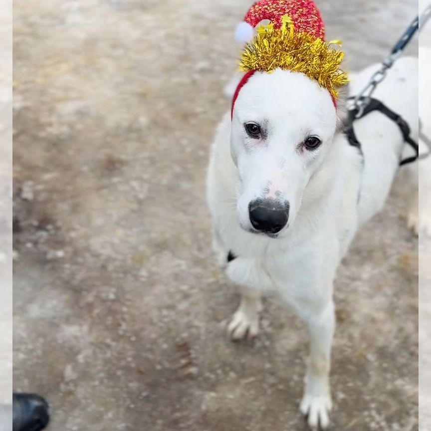 Озорная собака Юкки ищет родителей