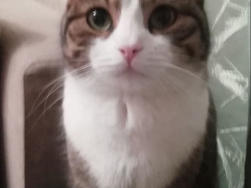 Дочь кота Бориса в добрые руки)