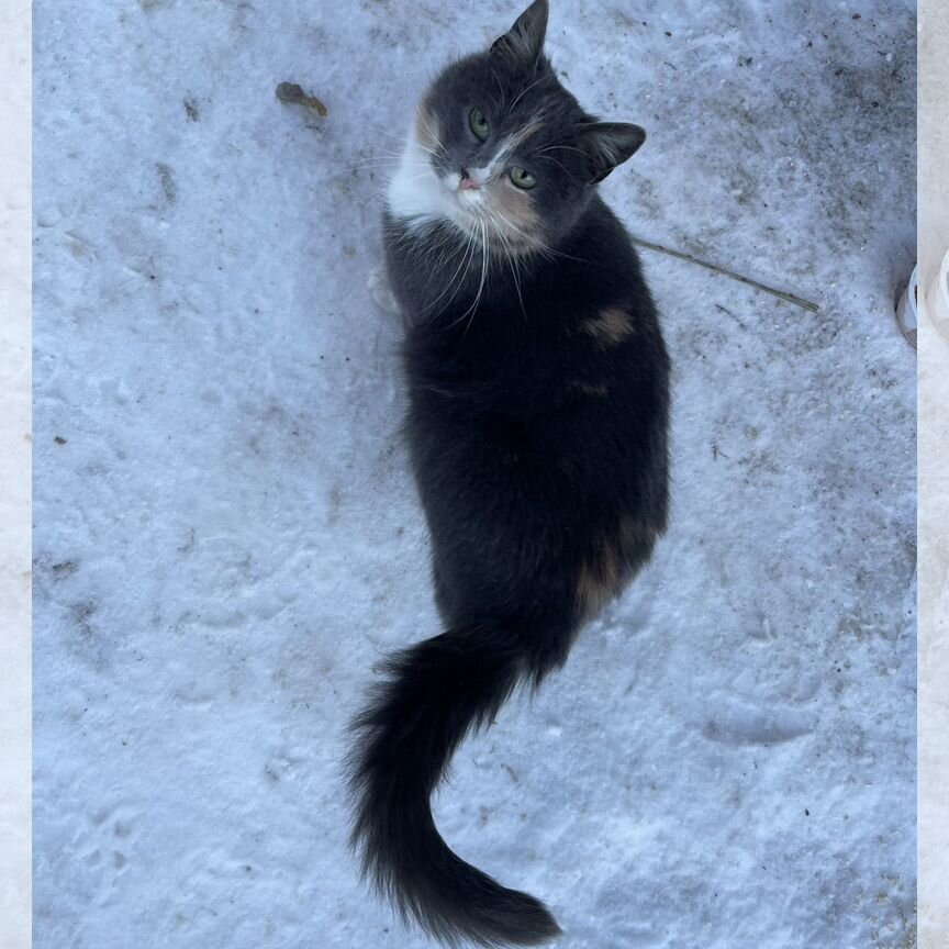 Котёнок в добрые руки