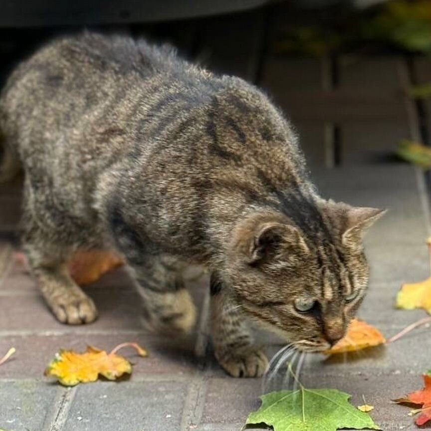 Взрослая, кошка в добрые руки