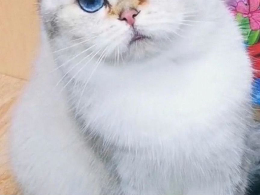 Золотая Шиншилла Кошка