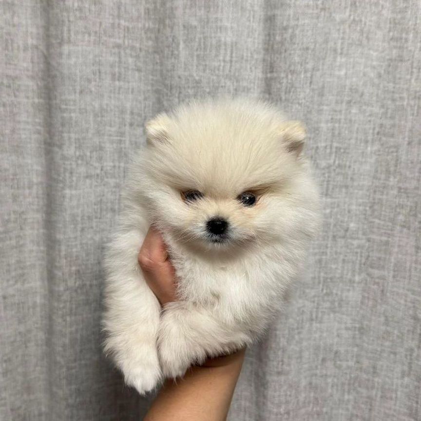 Померанский шпиц