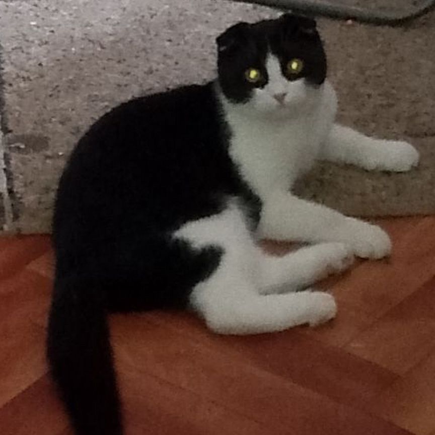 Отдаю котенка за корм для кошки