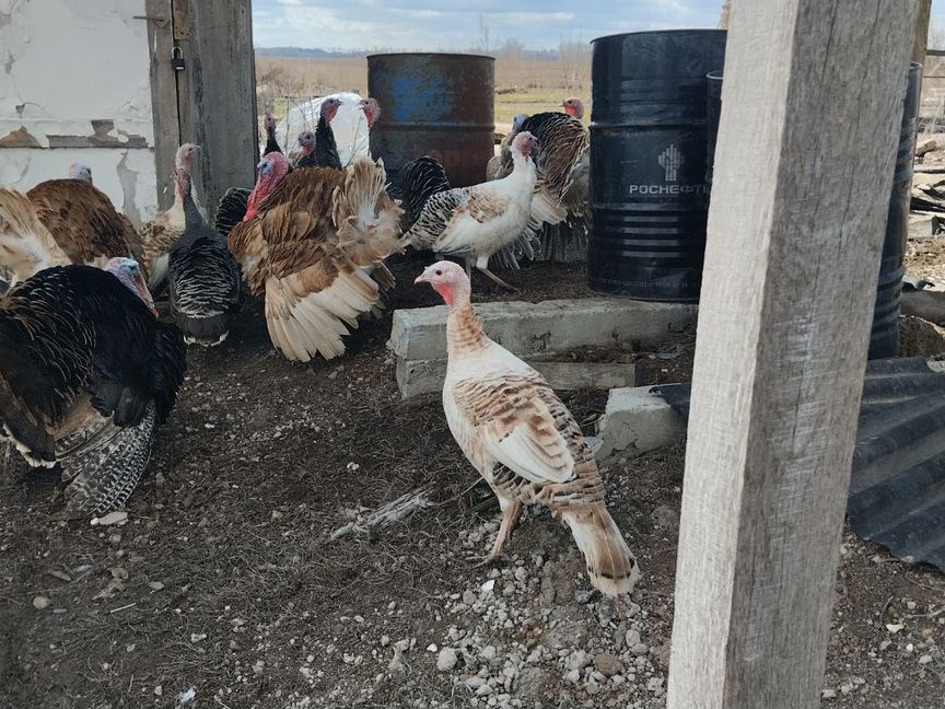 Индюки домашние