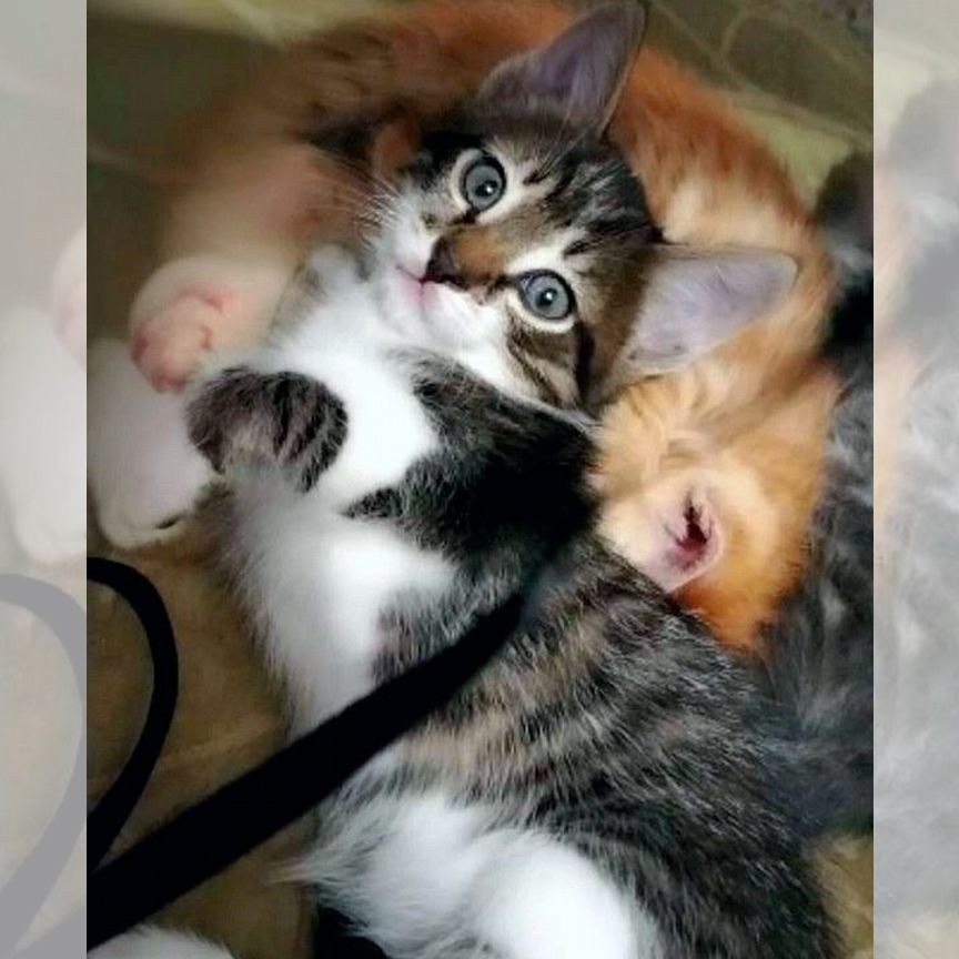 Котята