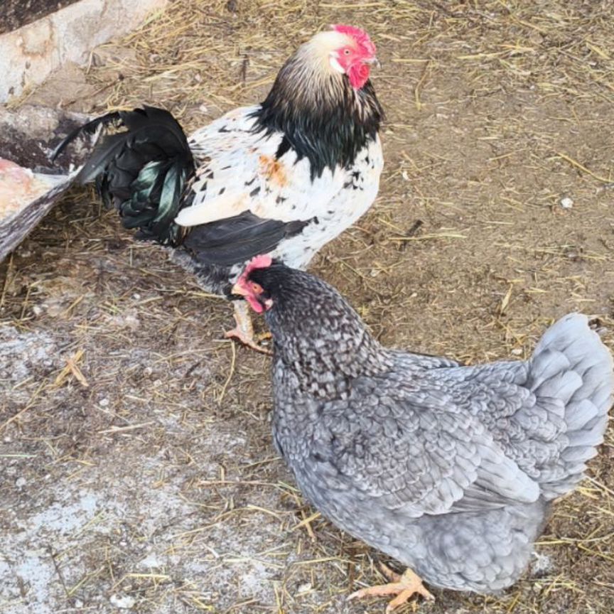 Домашние петушки