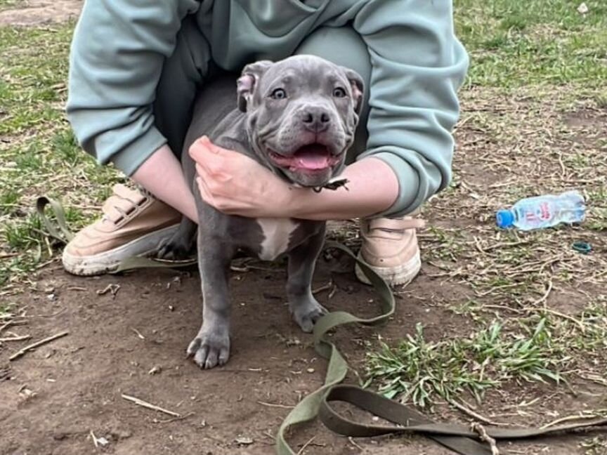 Американский булли classic