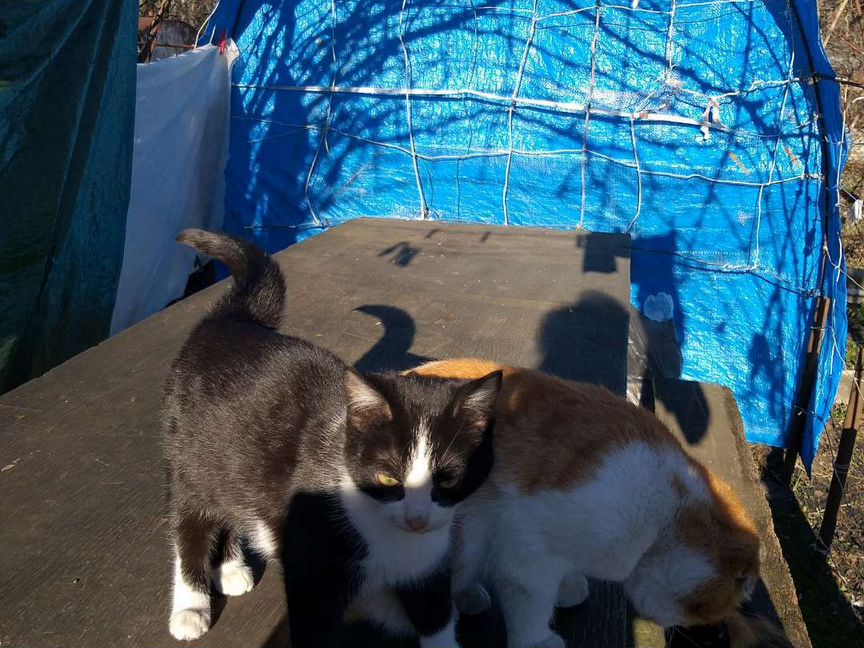 Домашние животные бесплатно котёнок