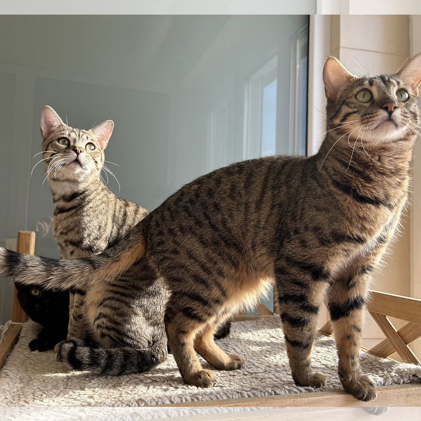 Саванна котята крупные