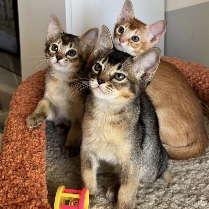 Сомалийский котёнок