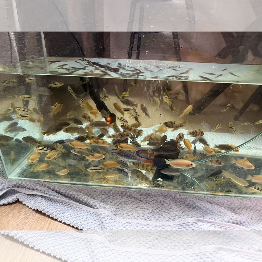 Малавийские цихлиды любая