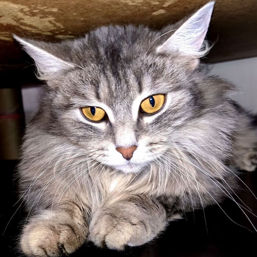 Нежная скромница для спокойной семьи