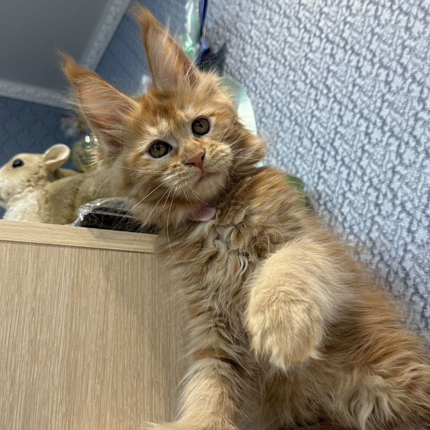 Мейн-кун котёнок