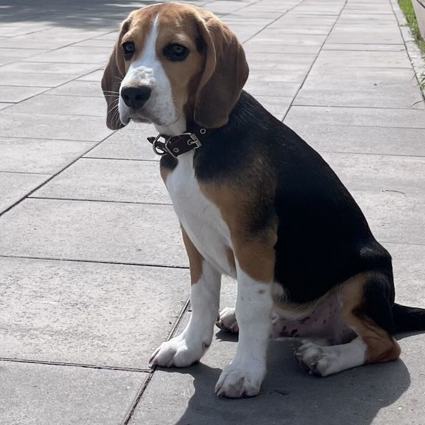 Бигль, щенок