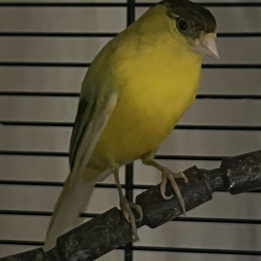 Канарейки пара