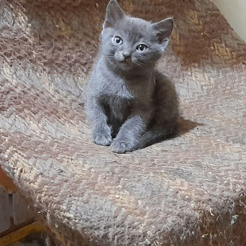 Нибелунг котёнок