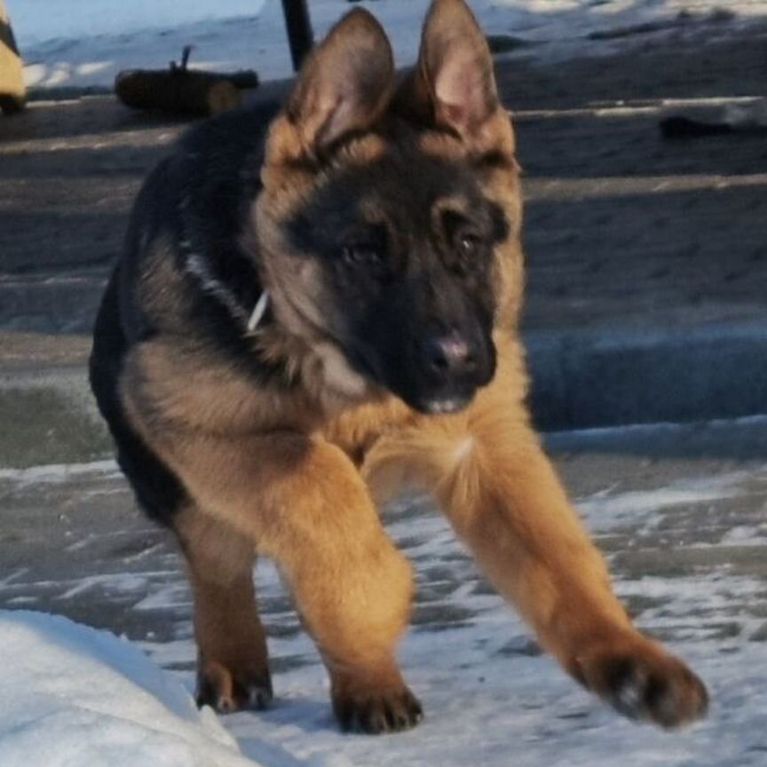 Немецкая овчарка, щенок