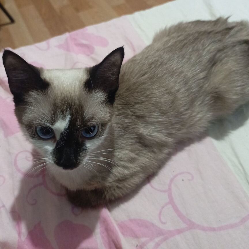 Найдена сиамская кошка