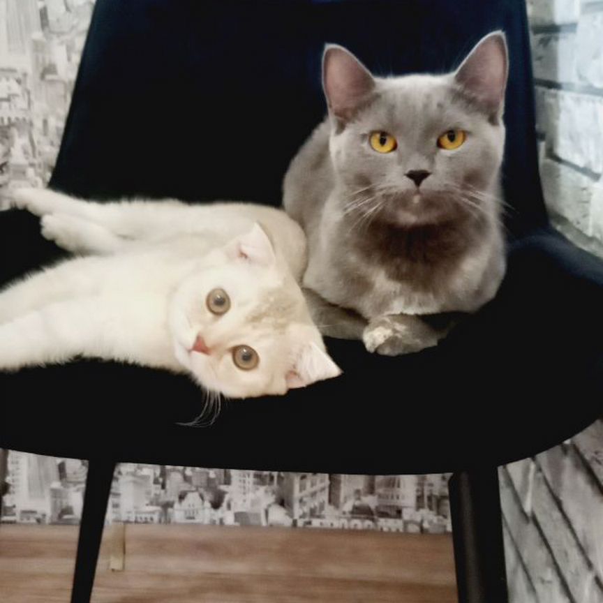 Кошки в добрые руки породистые