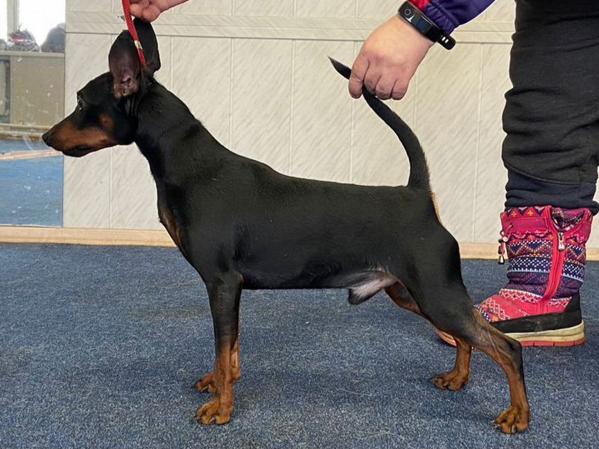 Цвергпинчер