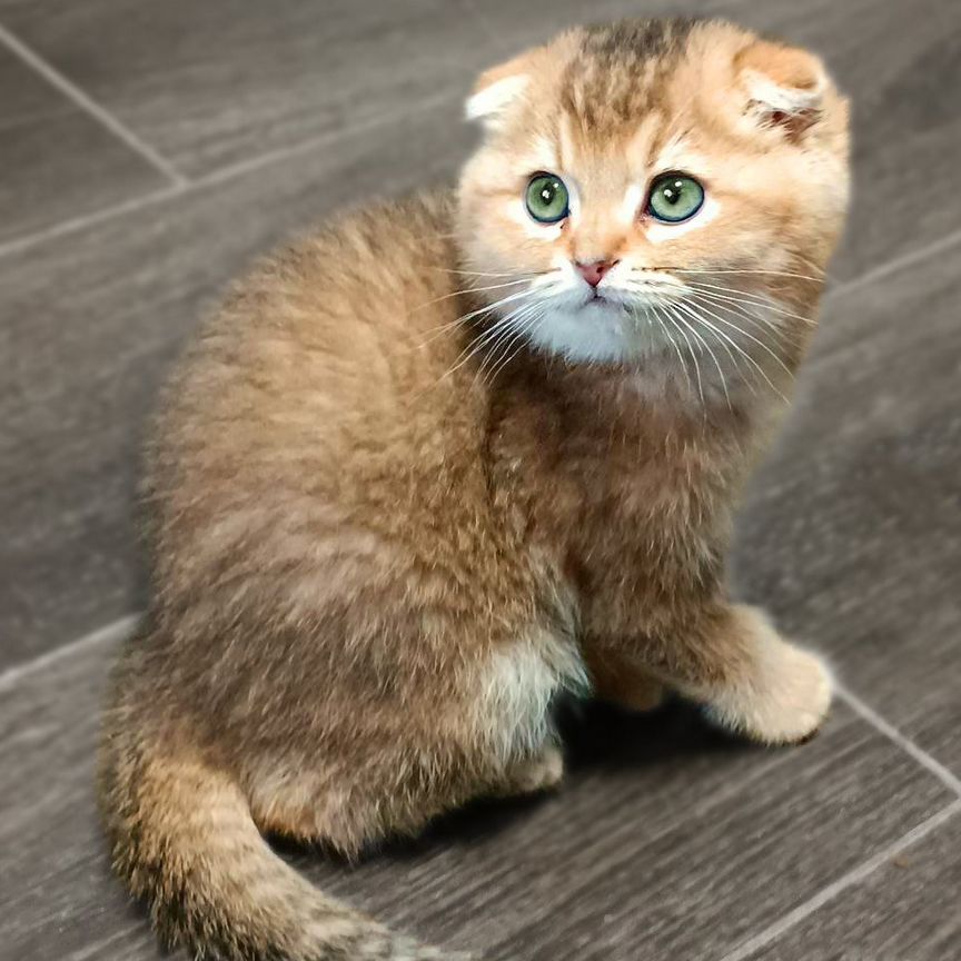 Шотландский вислоухий короткошёрстный котёнок