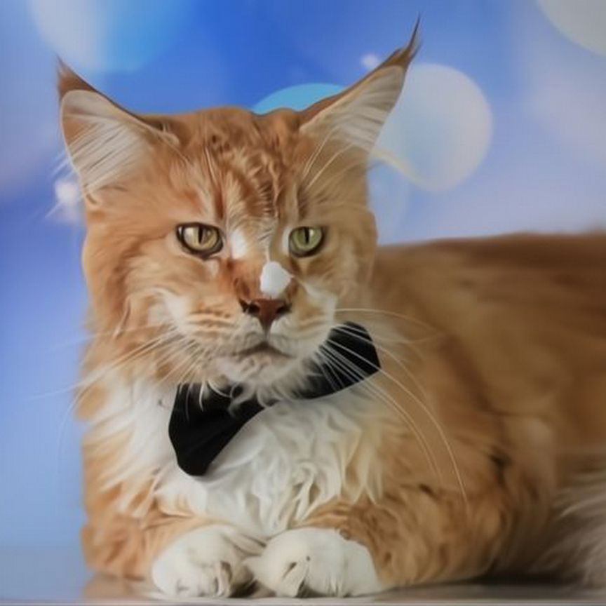 Мейн-кун, взрослый кот