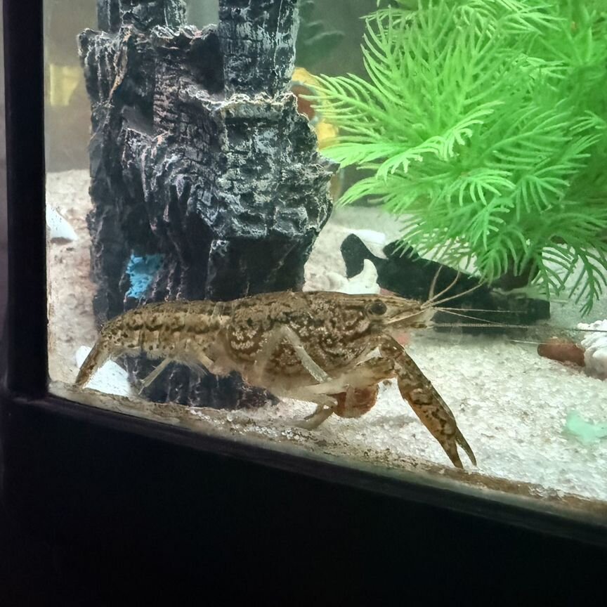 Аквариумные раки