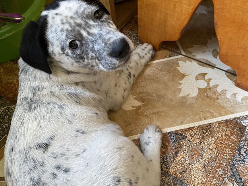 Щенок, девочка, долматинец